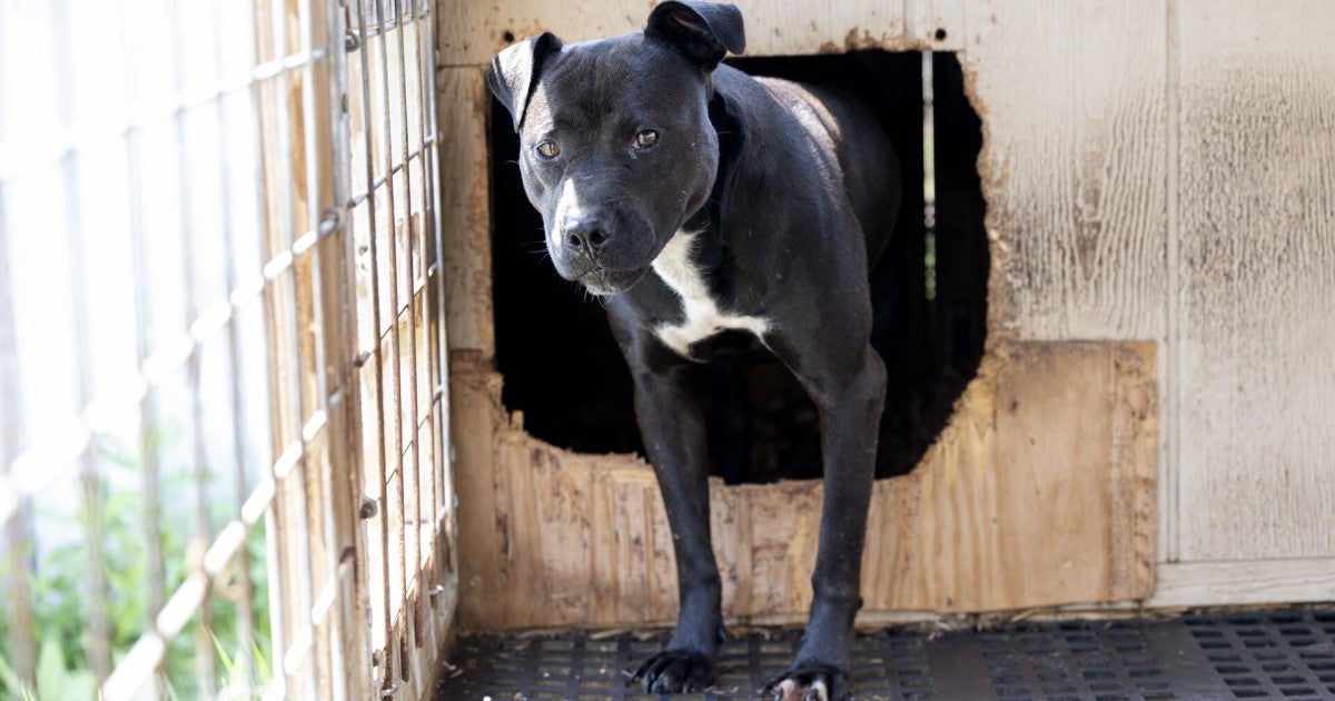 Rescuers assist with suspected dogfighting operation in Indiana amid ...
